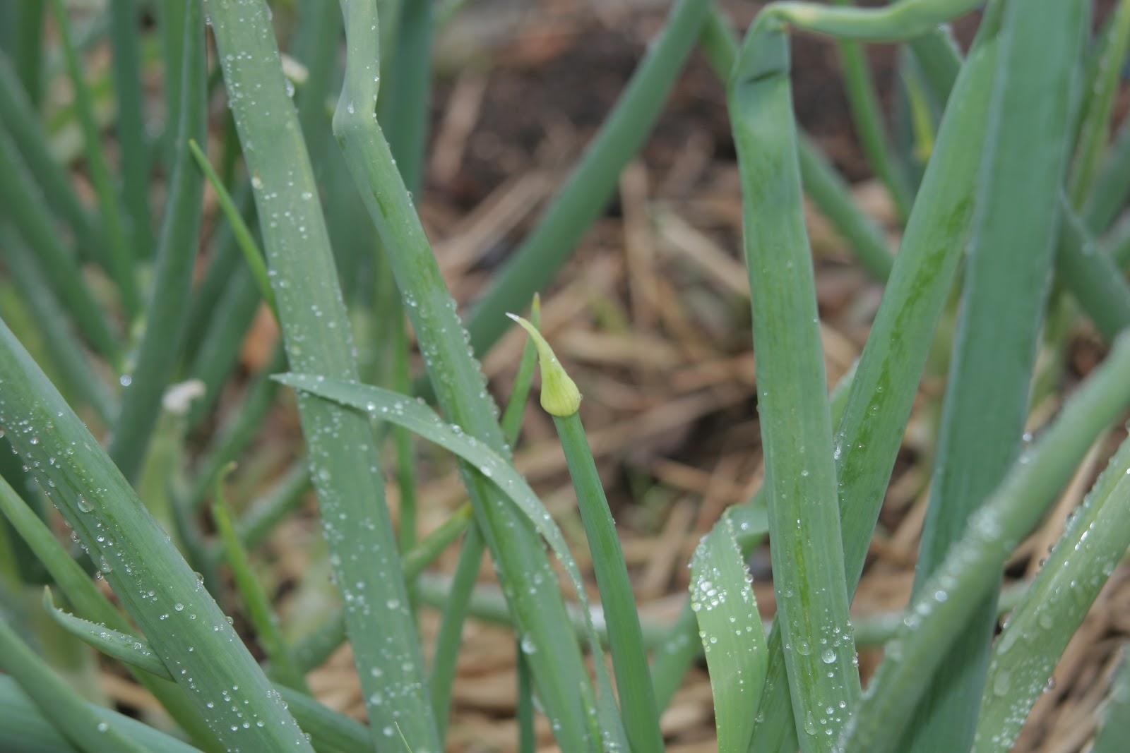 Heather's Homemaking: Perpetual Onions