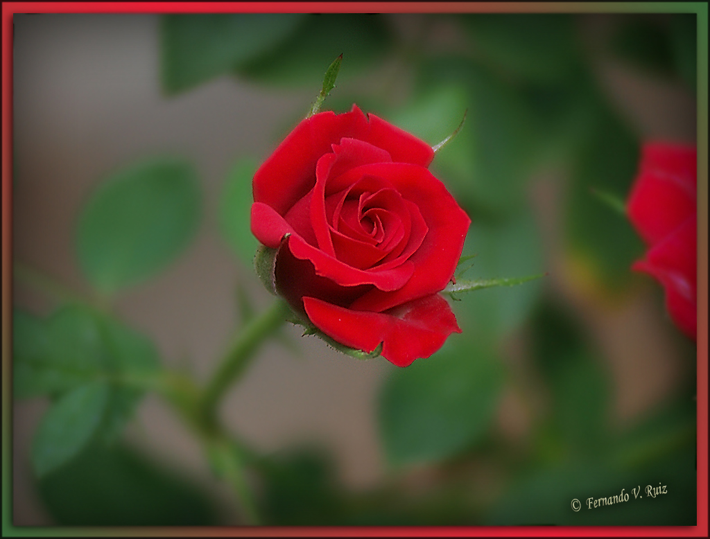 Plantas de La Rioja: Rosa de pitiminí.