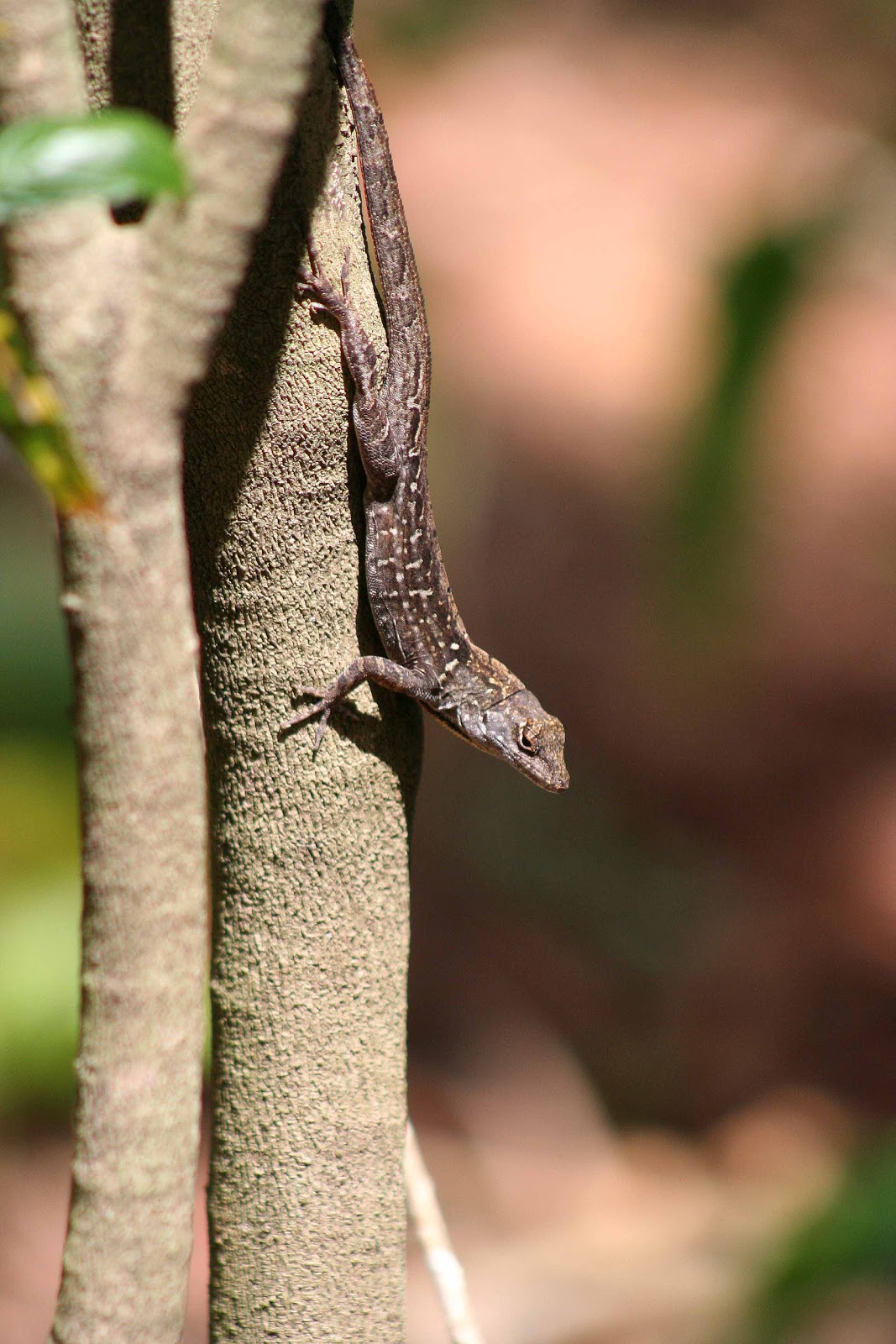 MadSnapper: MadSnapper-Lizard Paparazzi