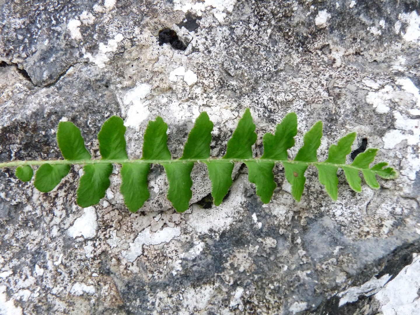 Hutton Roof's Special Ferns and More: Asplenium ceterach (Rusty Back Fern)