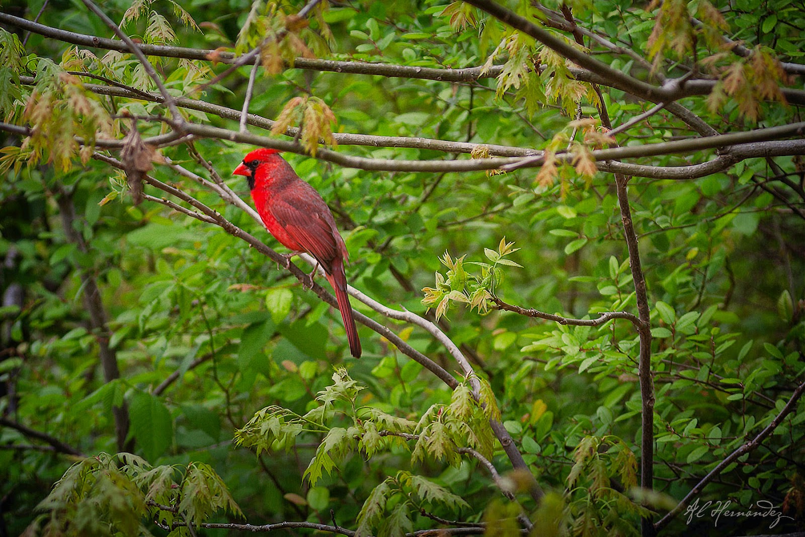 Daily Journey: Cardinal Sin