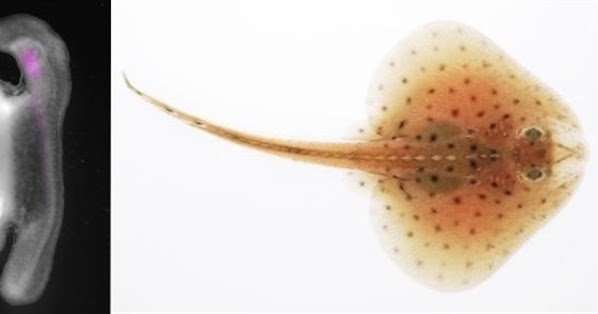 LAS BRANQUIAS EVOLUCIONARON CON EL ESTILO DE VIDA DE LOS VERTEBRADOS