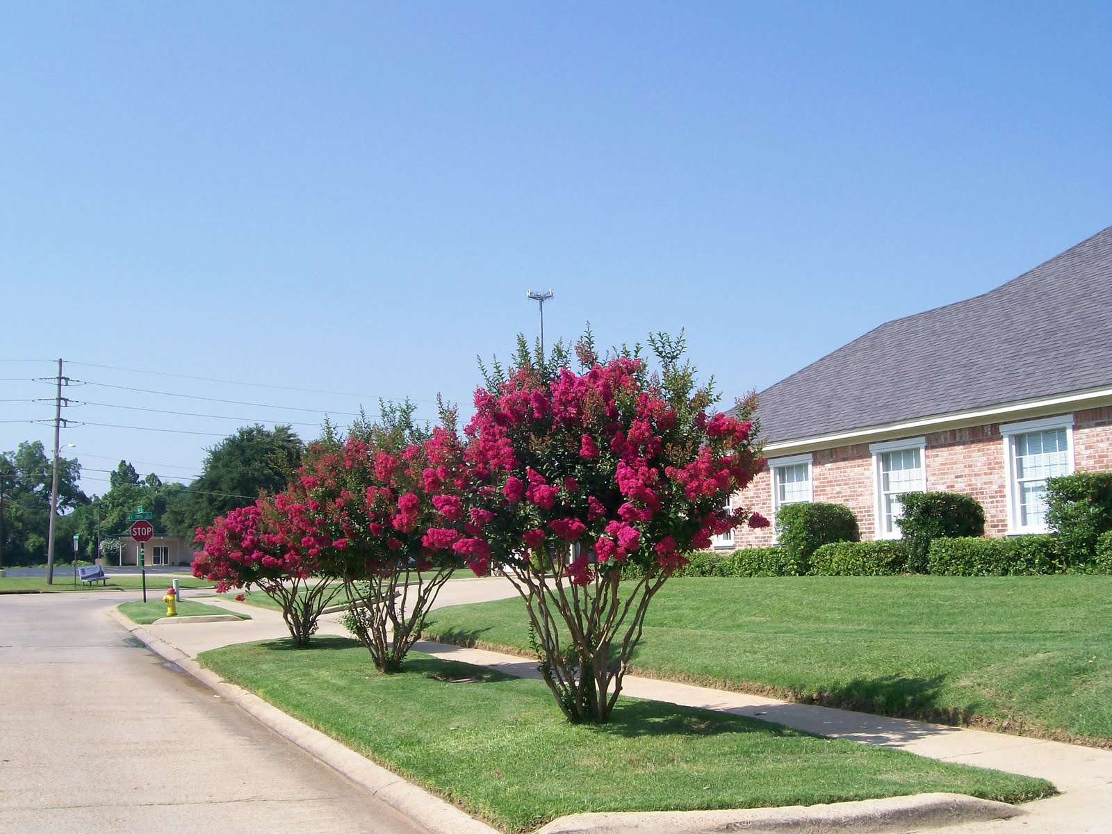 Rockhounding Around: Crepe Myrtle Rockhounding Around: Crepe Myrtle
