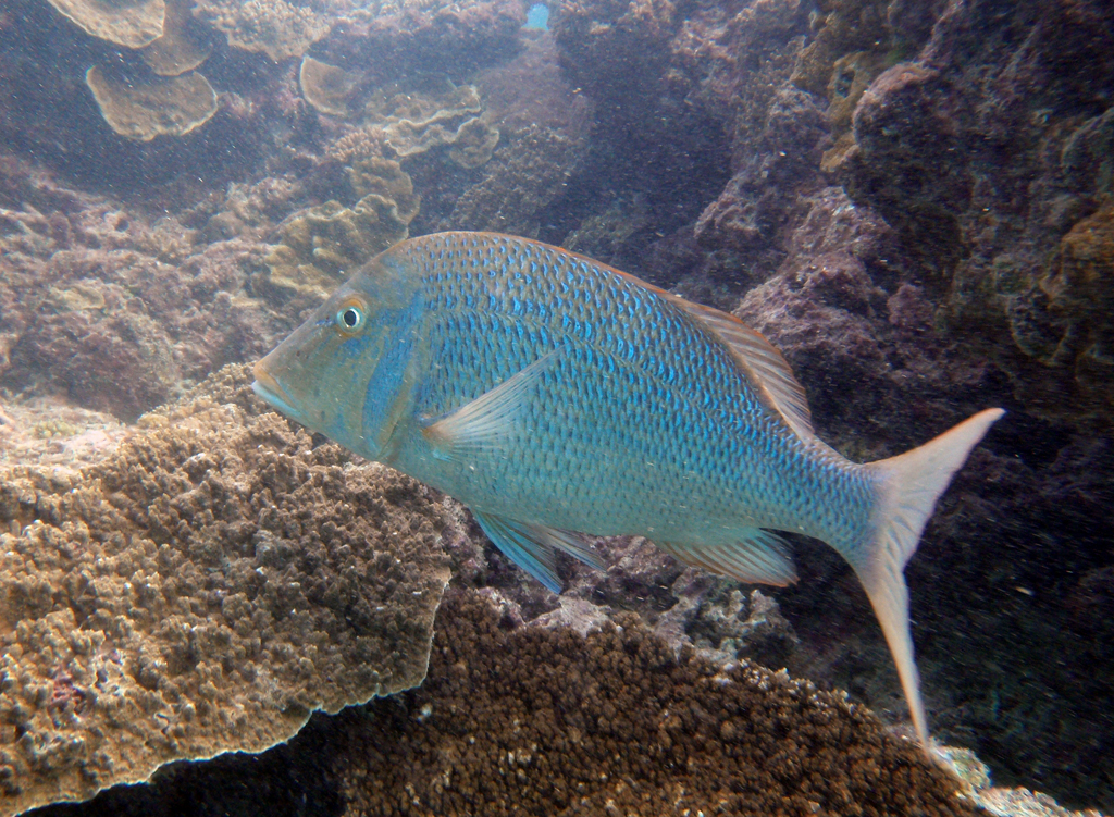 AQUATICHYK: SPANGLED EMPEROR / Lethrinus nebulosus