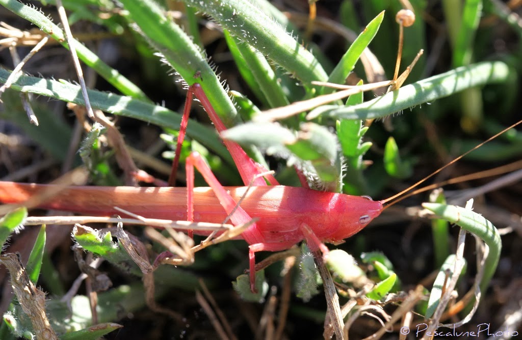 Pescalune Photo: Conocéphale gracieux (Ruspolia nitidula), Large ...