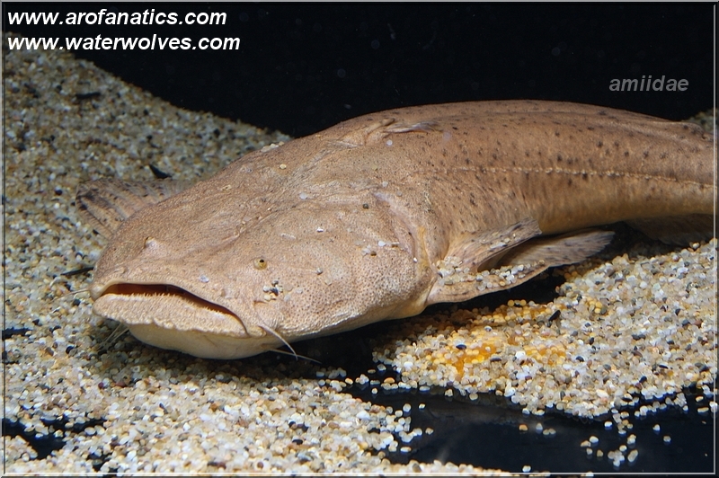 Mania de Aquário: Pacamã (Pacamão, Pocomã, pacman catfish)