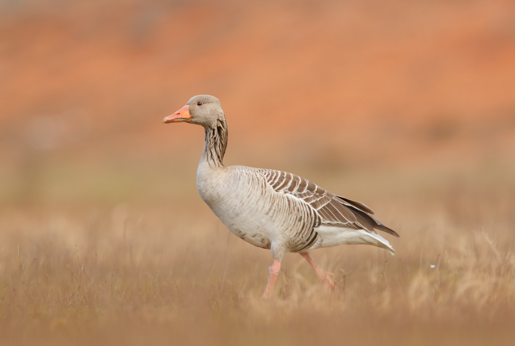 Nikos Fokas Photopraphy Blog