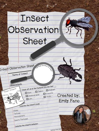 Passport2Teach: Top 3 Things I've Learned While Teaching About Insects!!