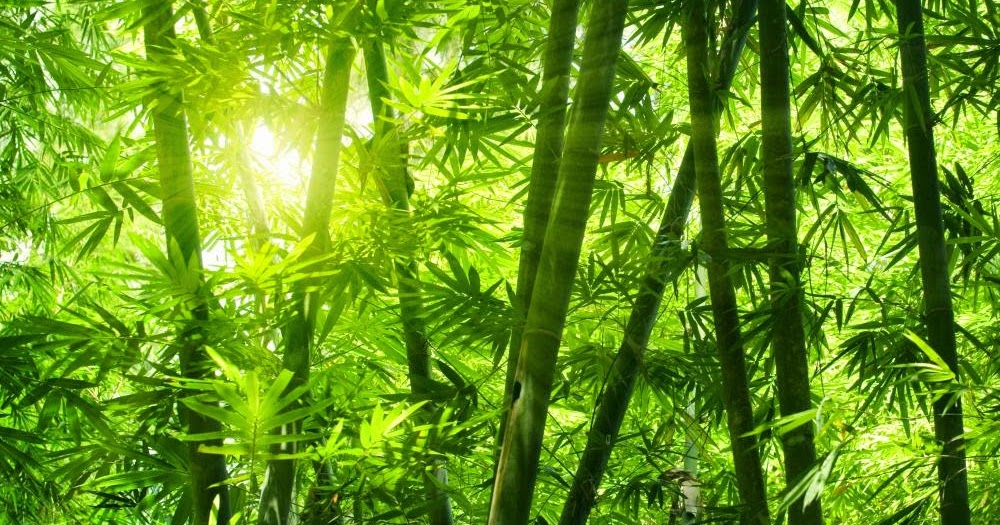 Banslochan –The Bamboo Silica ~ Salveo Life Sciences