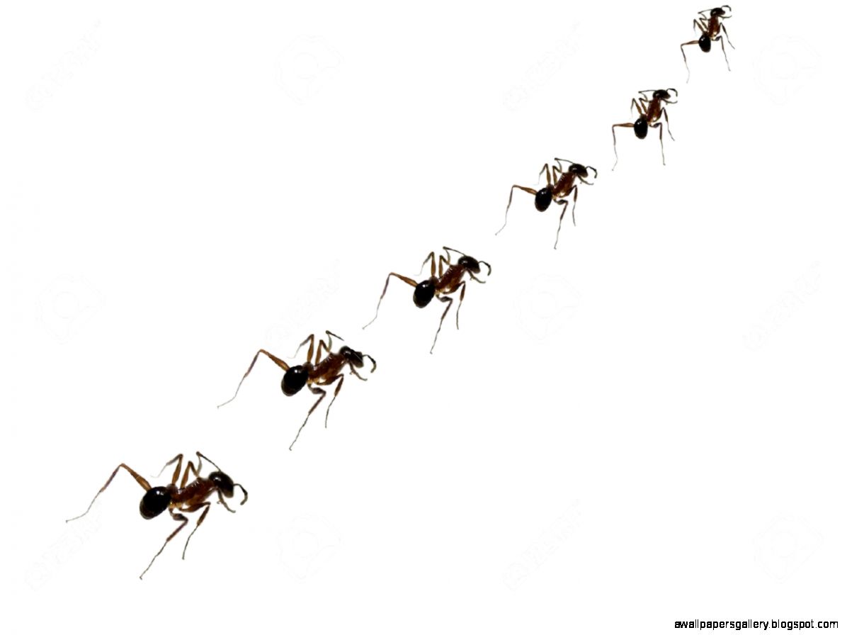 Ants Walking In A Line | Wallpapers Gallery