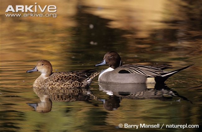 Tierra de patos: Ánade rabudo (Anas acuta)