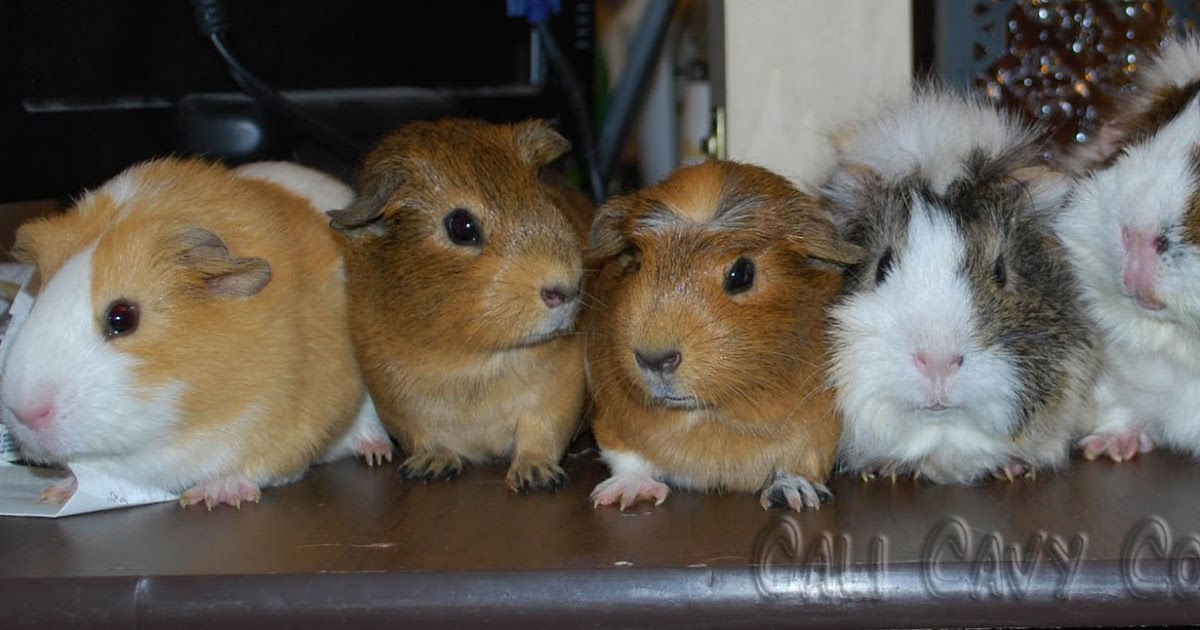 Cali Cavy Collective: a blog about all things guinea pig: Rowdy piggy ...
