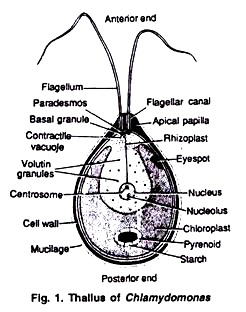 Biology Club: Overview of plant cells - Part 1 Structure and function ...