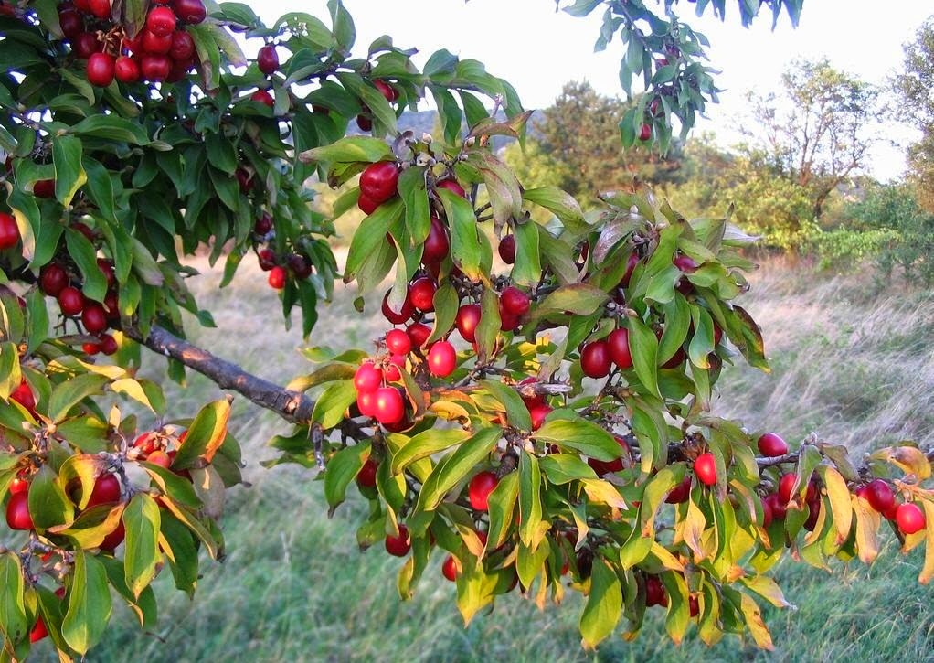 RADE BELI BAJINA BASTA: DREN DRENJAK VOCKA CUDNOVATA