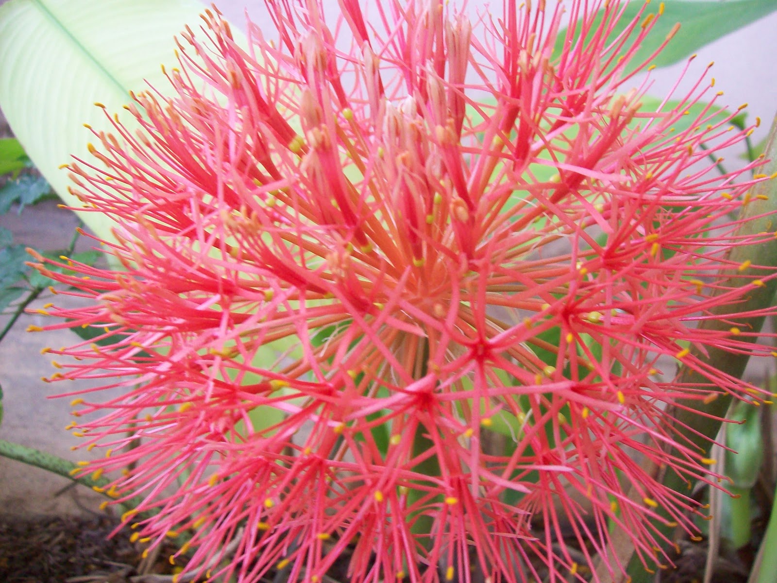 gardentropics: Today's Flower- Football Lily