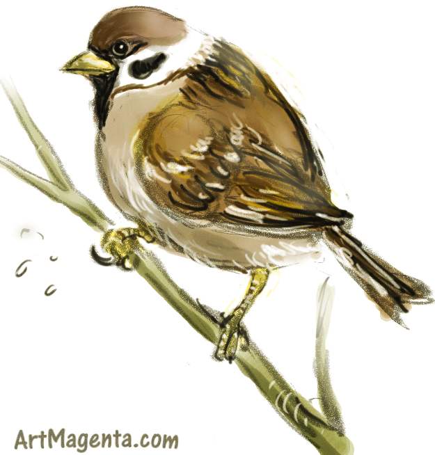 Birds: Tree Sparrow
