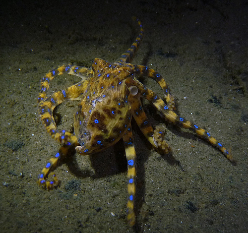 Animal Picture: OCTOPUS