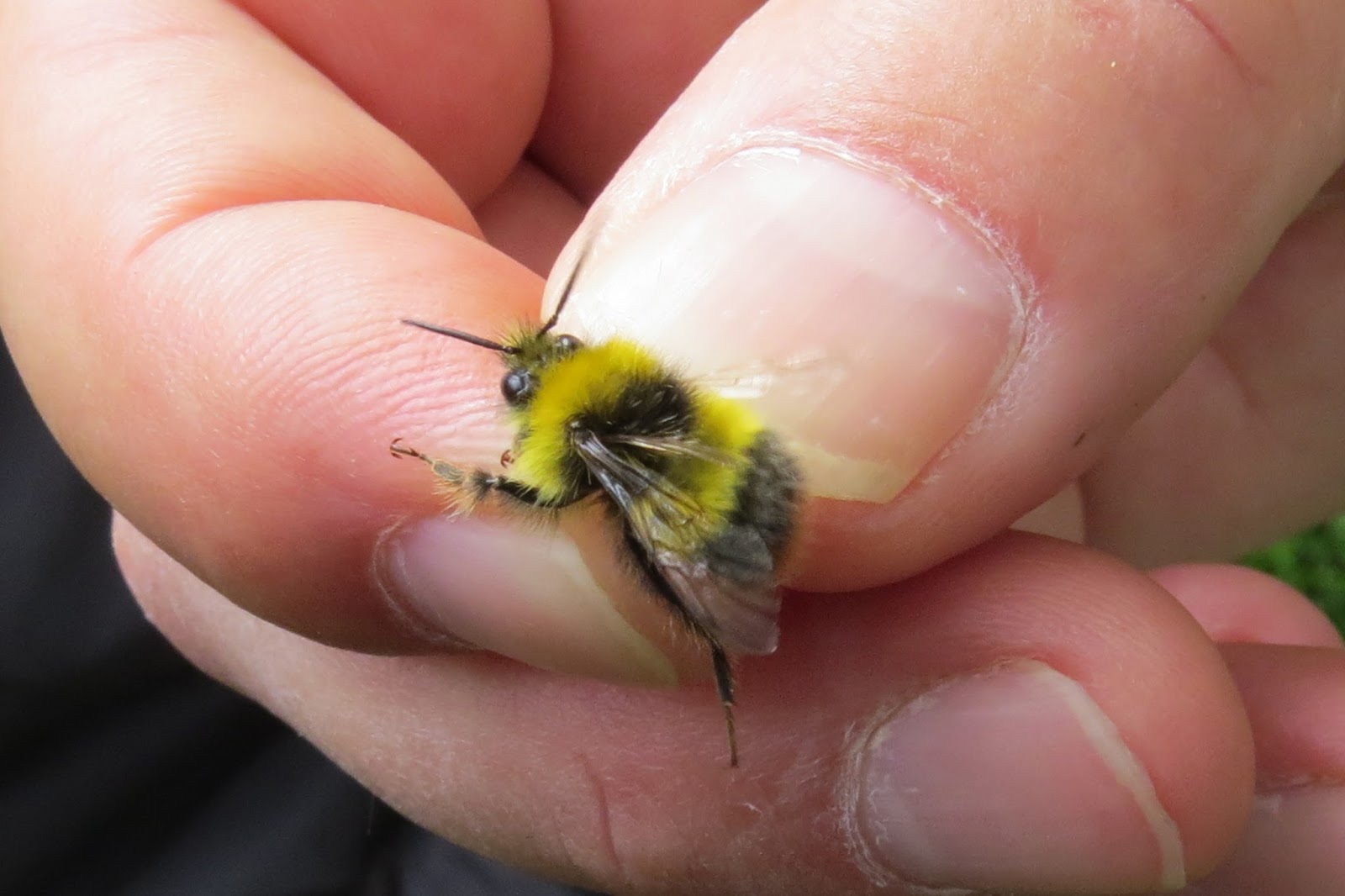 Ragged Robin's Nature Notes: A Bee Talk and Walk led by Steven Falk at ...