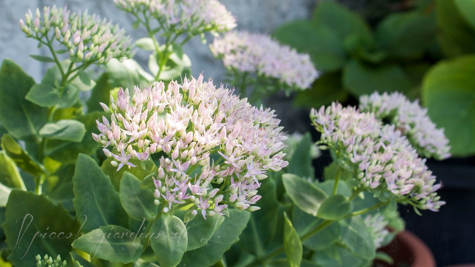Il piccolo giardino di L.: Un autunno fiorito con il Sedum spectabile