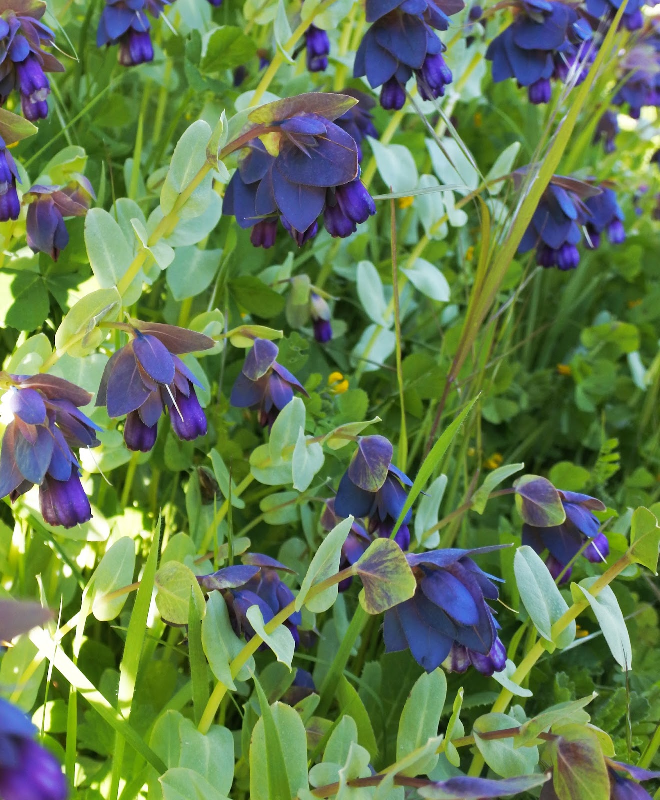 rouge saturne: Fleurs bleues