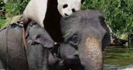 Cool stuff you can use.: Must See: Panda Rides On the Back of Elephant