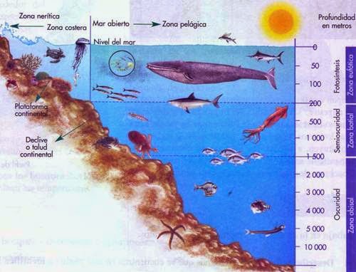 Física y Química: ECOSISTEMAS