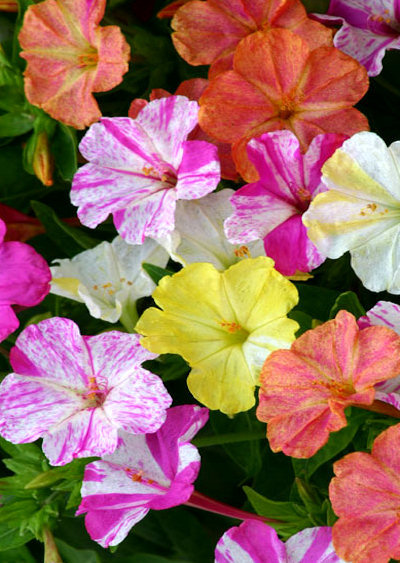 Four o' clock seed germination - swimguide