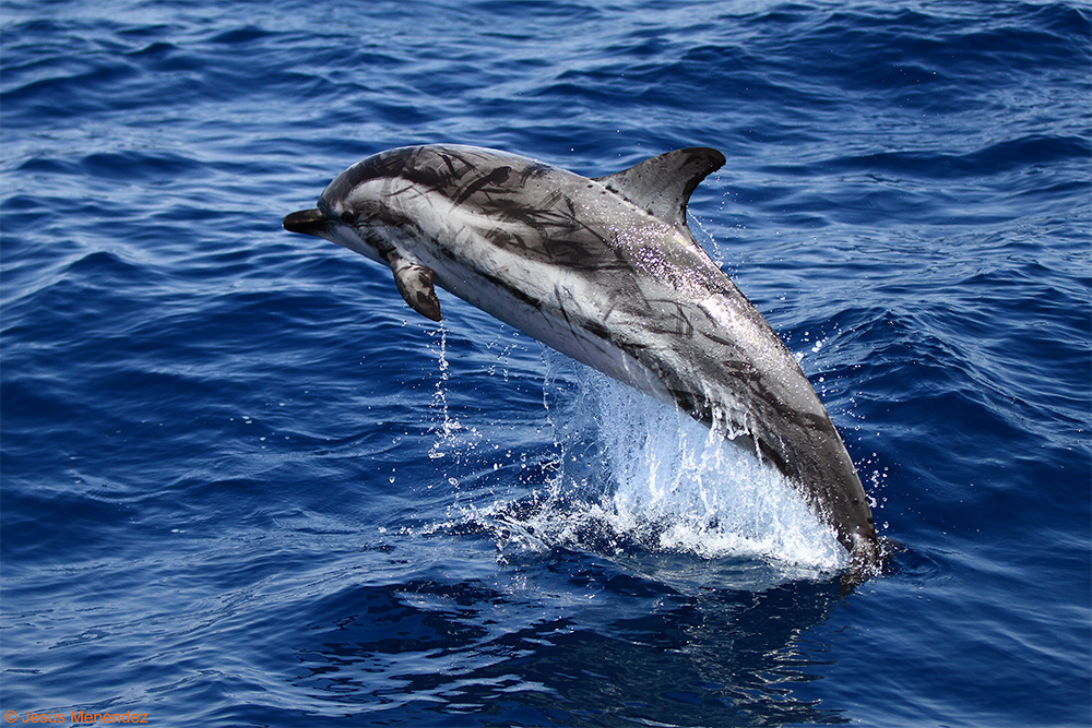© DEMENCIA ORNITOLOGICA 43º23´N 3º13´W: Delfin listado, Stenella ...