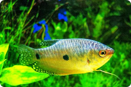 Sepat Rawa (Trichogaster trichopterus) | I S I K