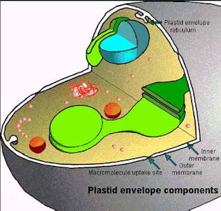 BIOSFER: SEL DAN BAGIAN-BAGIANNYA