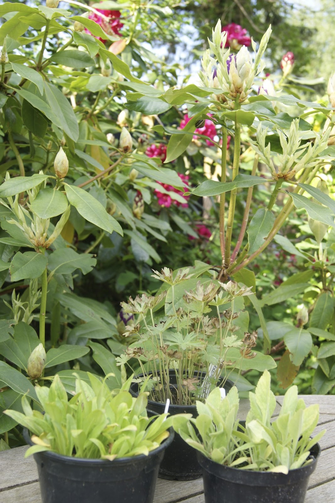 Prikling af stauder og den første rodo i blomst
