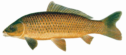 Pescar de crap: CRAPUL