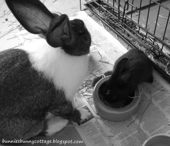 The Rabbit Basement: One-Month-Old Rabbit