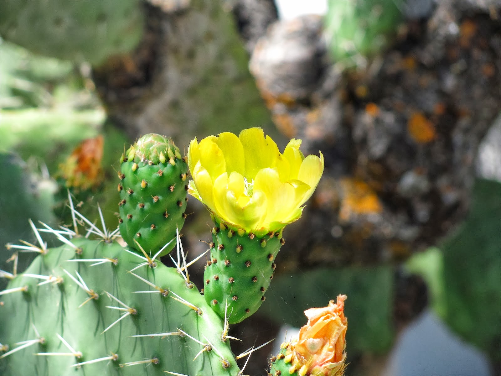 Beautiful Nopal with Flowers-HD Wallpapers - Top HD Wallpapers