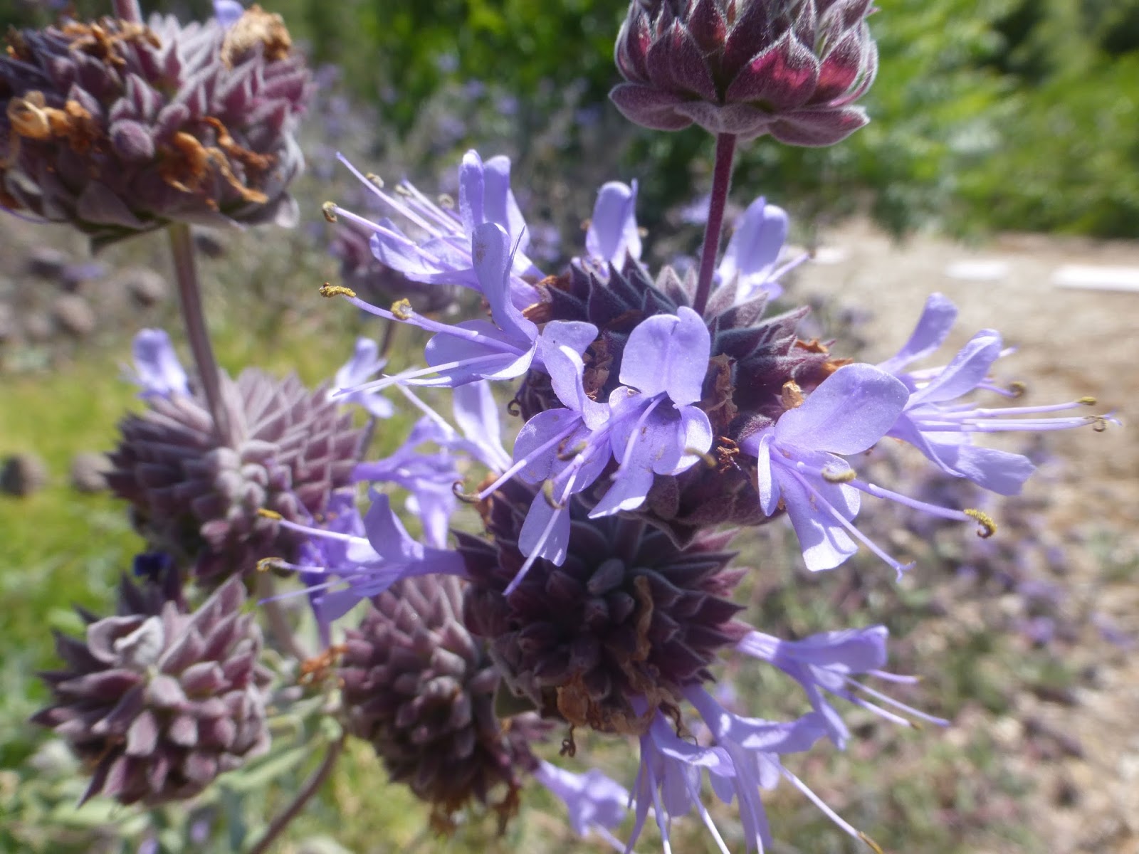 The Malibu Post: Tending the Garden