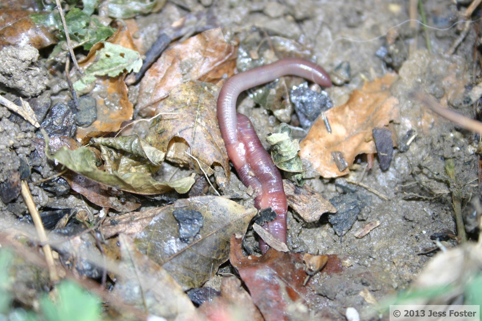 Sluggin' Along: Mating Worms