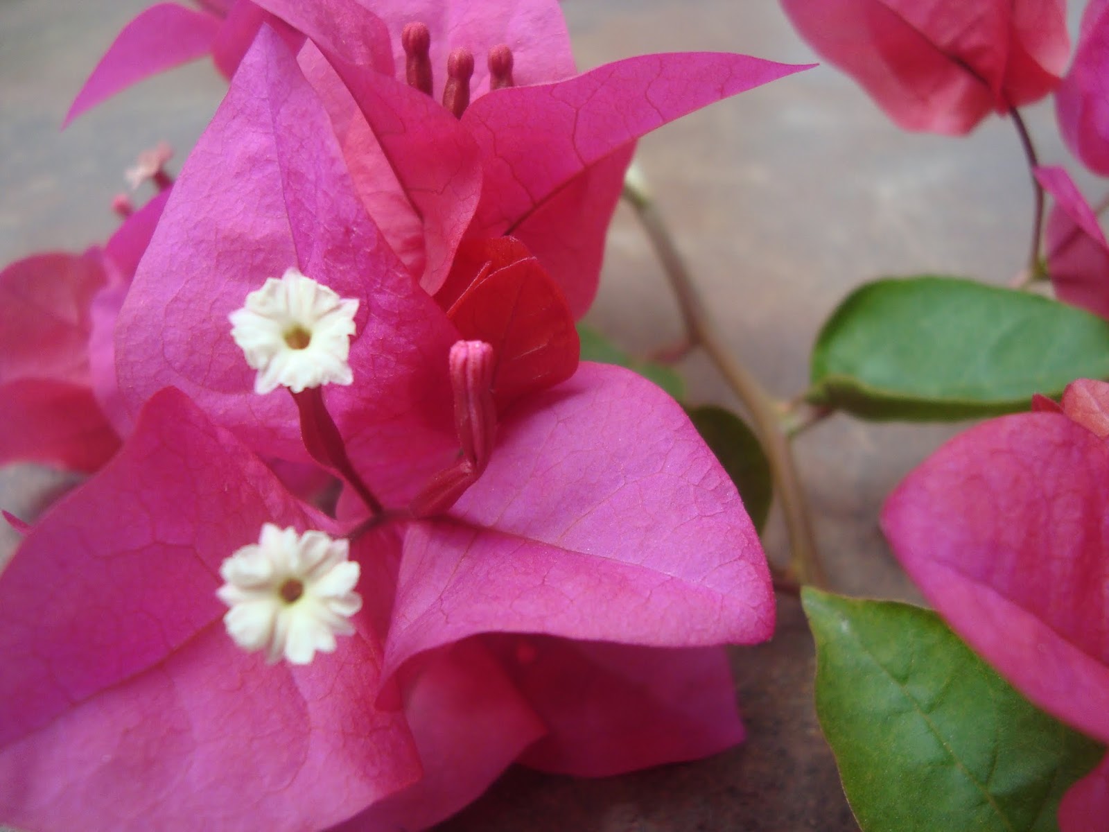 NATURAL PHOTOS AND WALLPAPERS: KAKITHA POO