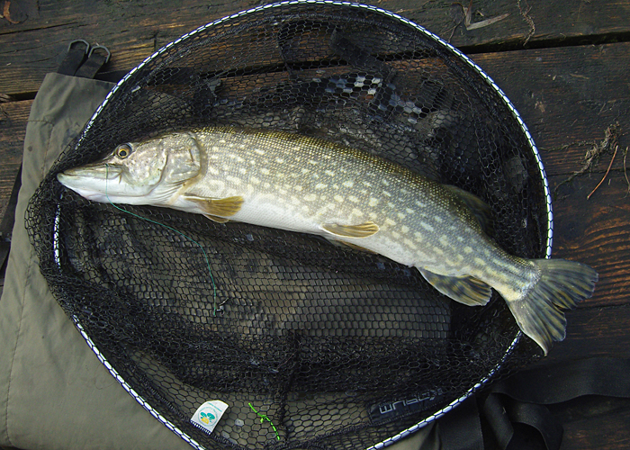 Swindonbirder: Stanton Park Lake