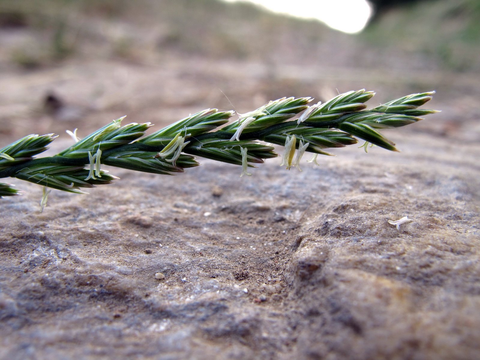 FLORA NEL SALENTO e.. anche altrove: Lolium perenne L. - Poaceae ...