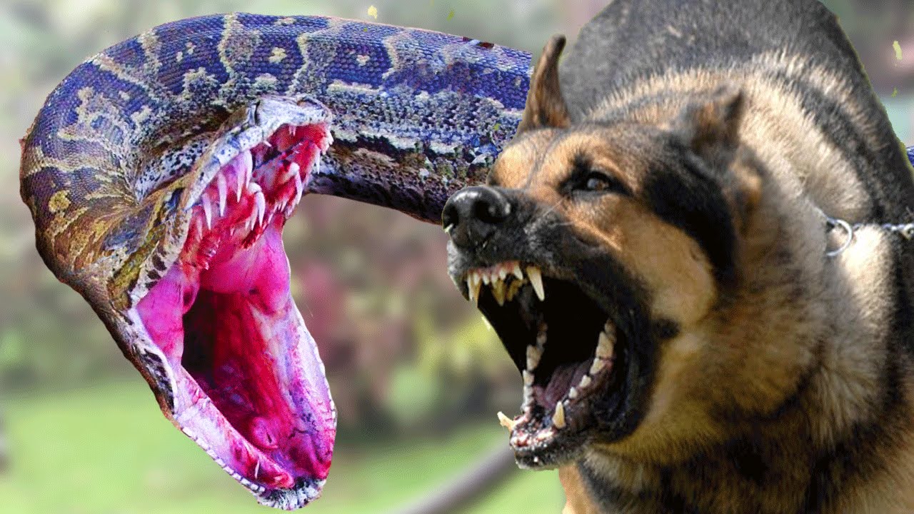Dogs Fights With Snake !!! Amazing Video | Sciled