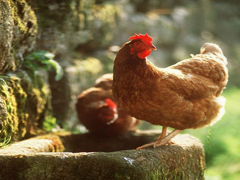 Wallpapers Download Hen With Chicks Wallpapers Hens Wallpapers