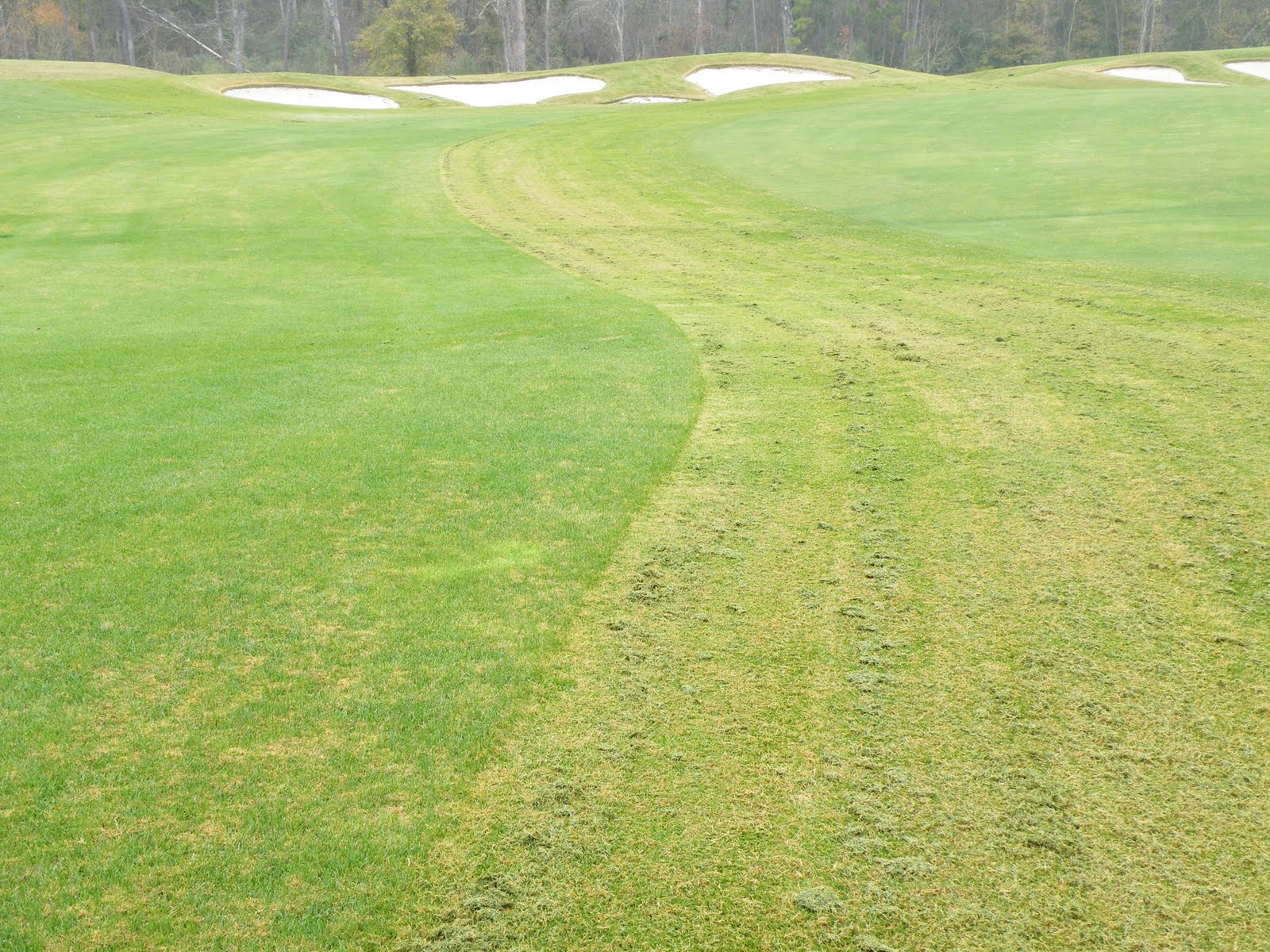 Redstone Golf Club Agronomy: Growing in Ryegrass Rough - Winter Time in ...