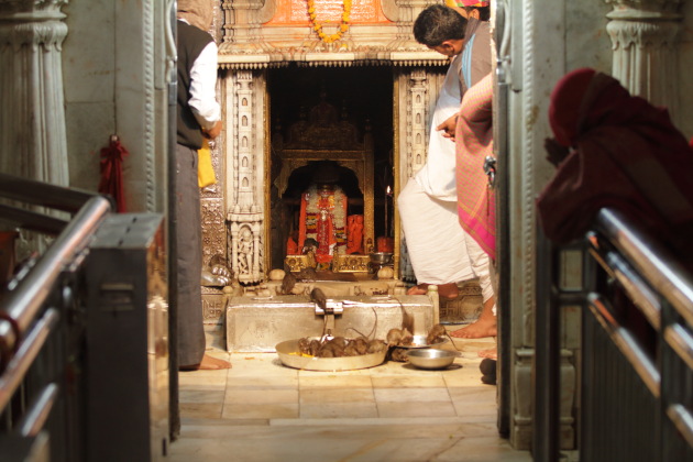 Karni Mata Temple: World’s Only Rat Temple - Be On The Road | Live your Travel Dream!