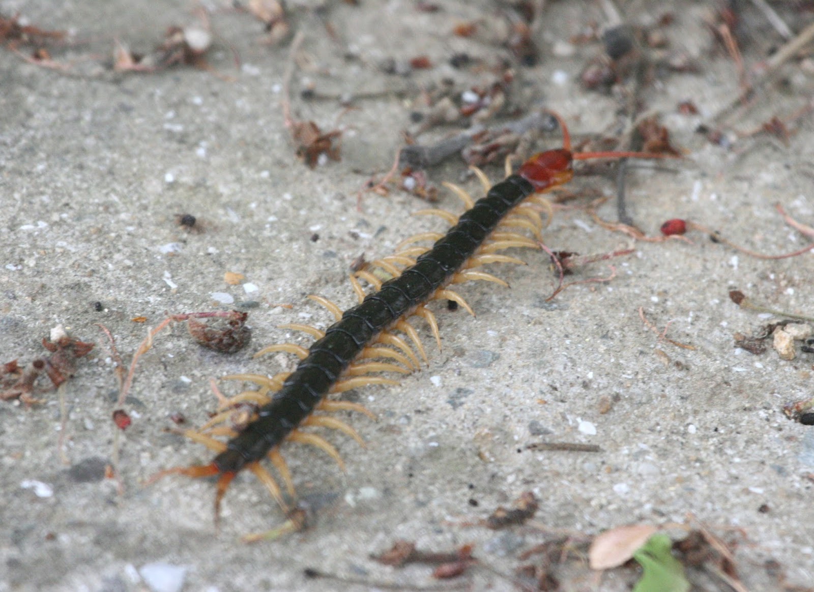 Snowy Owl Lost: The Perils