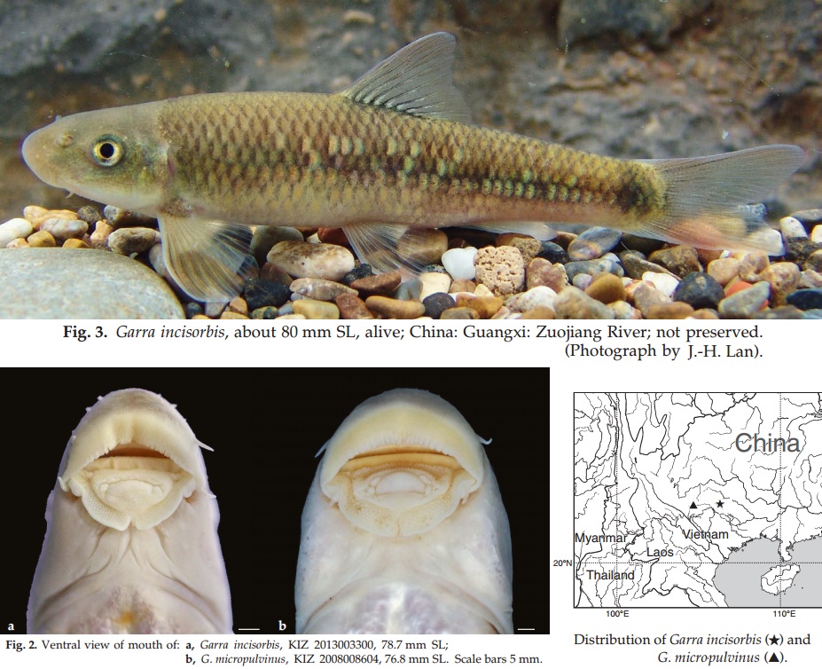 Species New to Science: [Ichthyology • 2016] Garra incisorbis • A New ...