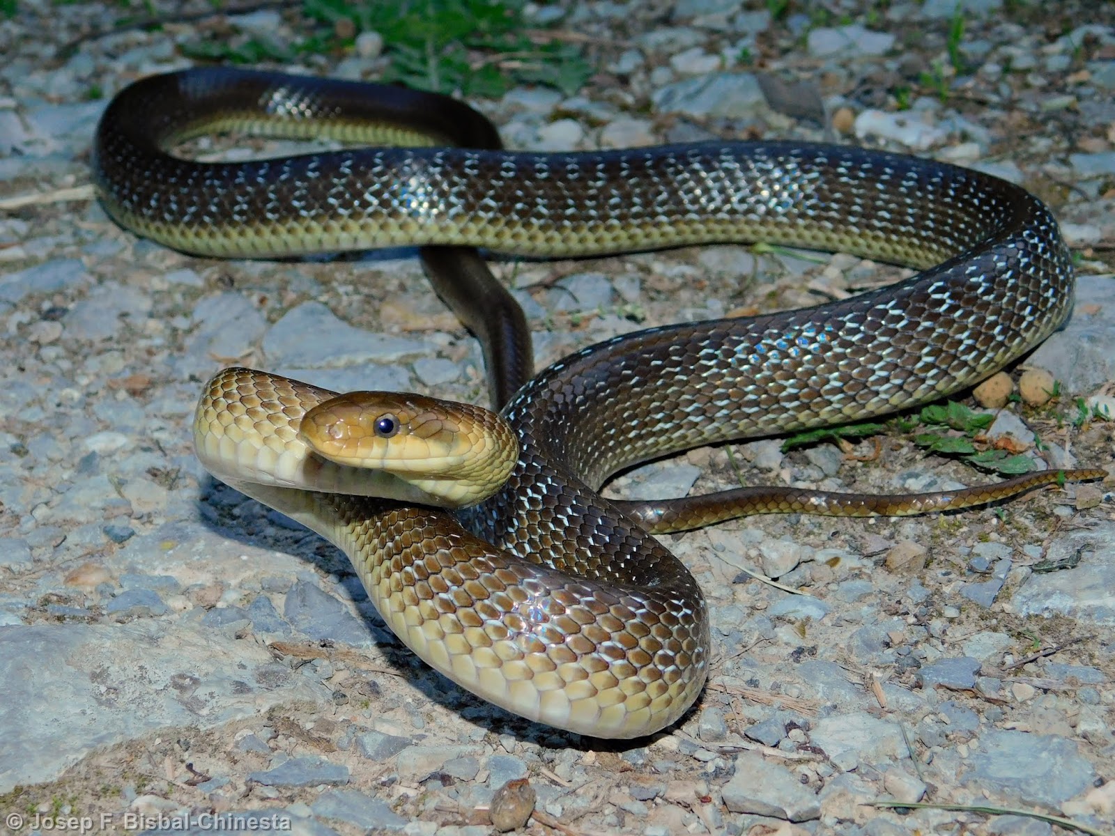 (Paleo-)Herpetología: Zamenis longissimus - Culebra de Esculapio