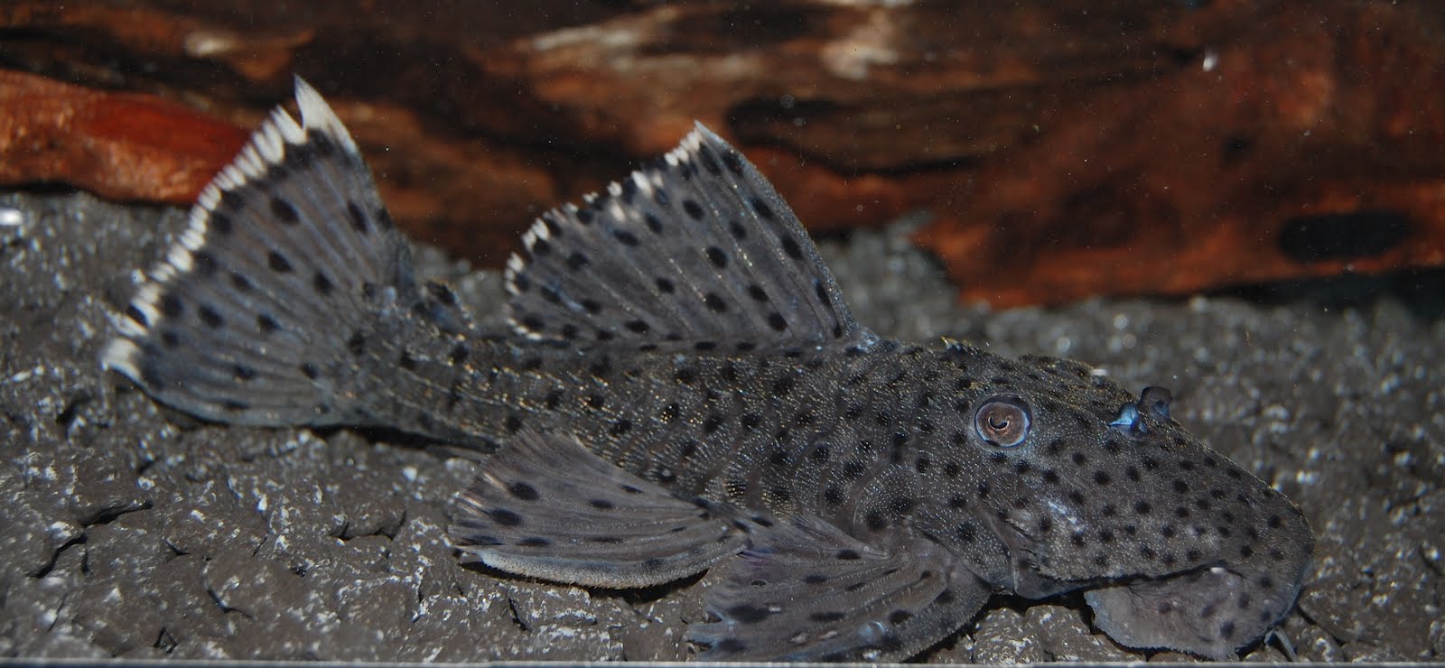 PIER AQUATICS NEW ARRIVALS