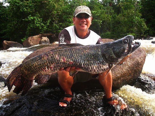 ANGLING WORLD 魔魚釣界: The Exotic Amazon Game Fish - Aimara