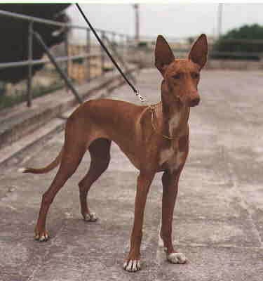 Perro de los faraones o Podenco faraónico