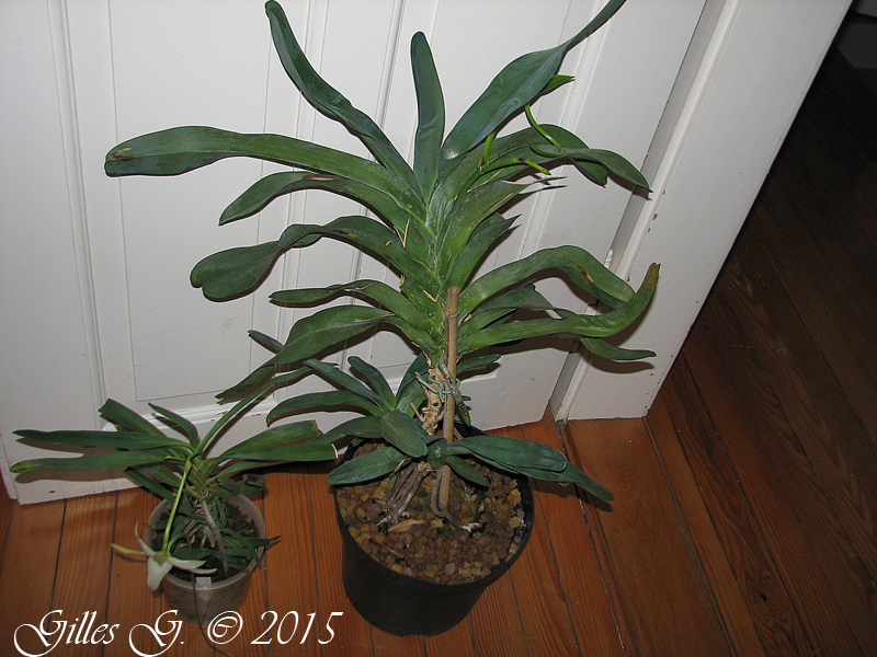 Les orchidées Angraecoid (Angraecinae): Angraecum sesquipedale Thouars ...